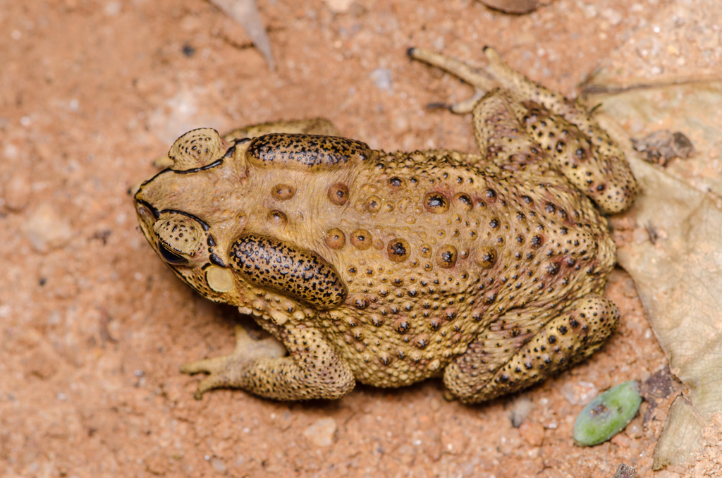 Asian Common Toad from Tianhe District, Guangzhou, Guangdong Province ...
