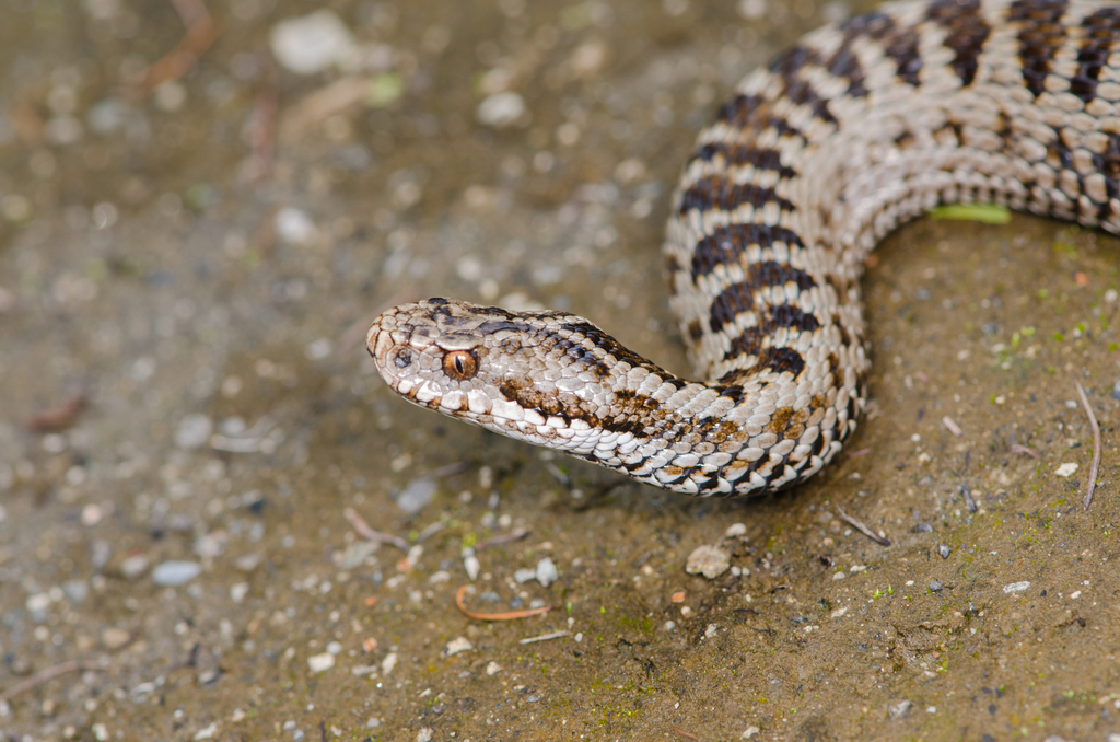 Adder from Yanbian Korean, CN-JL, CN on July 27, 2014 at 11:24 AM by Ji ...