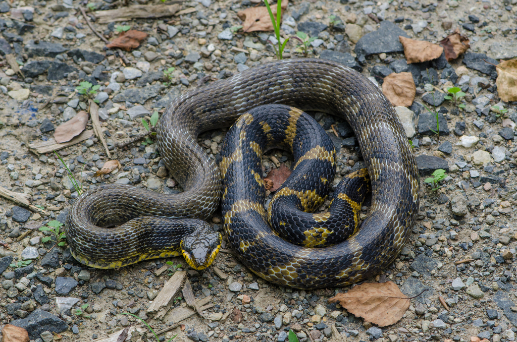 Korean Ratsnake from Yanbian Korean, CN-JL, CN on July 25, 2014 at 02: ...