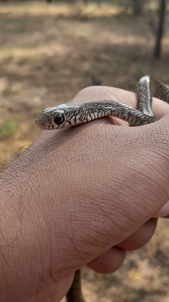 Oriental Rat Snake from 5PXC+824, जयपुर, राजस्थान 303702, India on ...