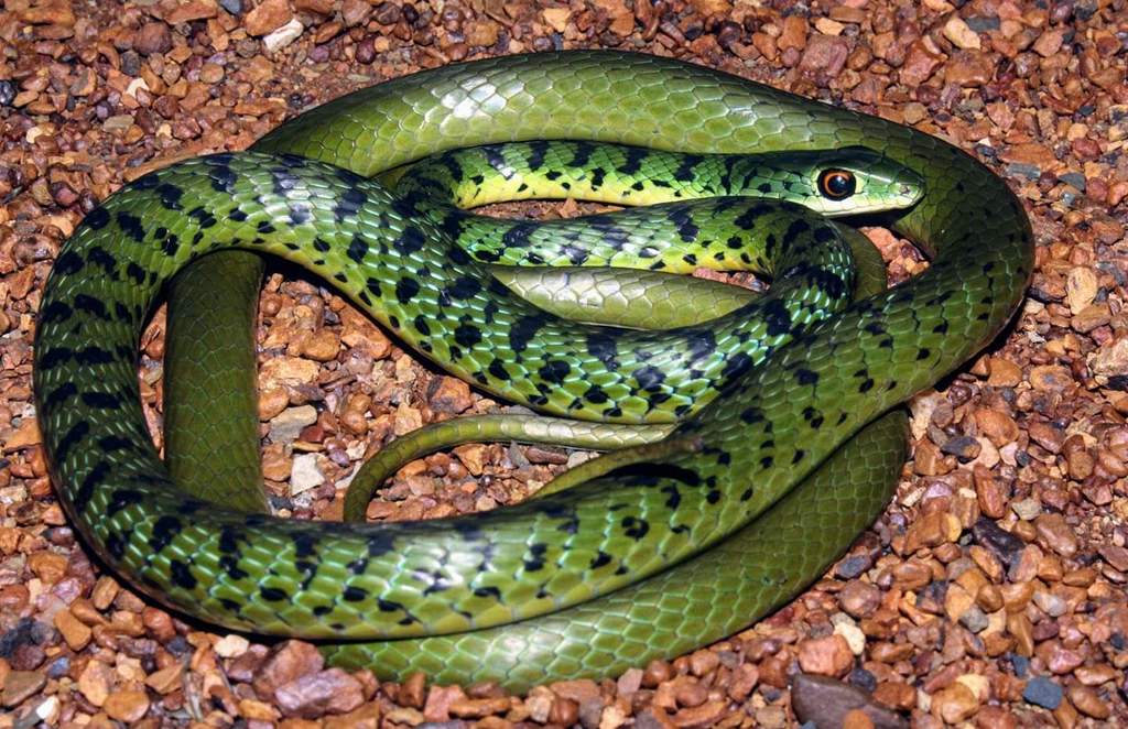 Spotted Bush Snake from Unnamed Road, South Africa on February 06, 2019 ...