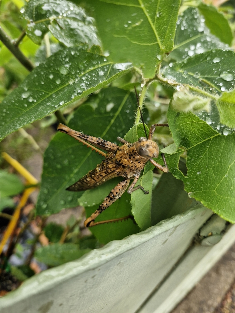 Giant Grasshopper from East Tamworth NSW 2340, Australia on December 20 ...