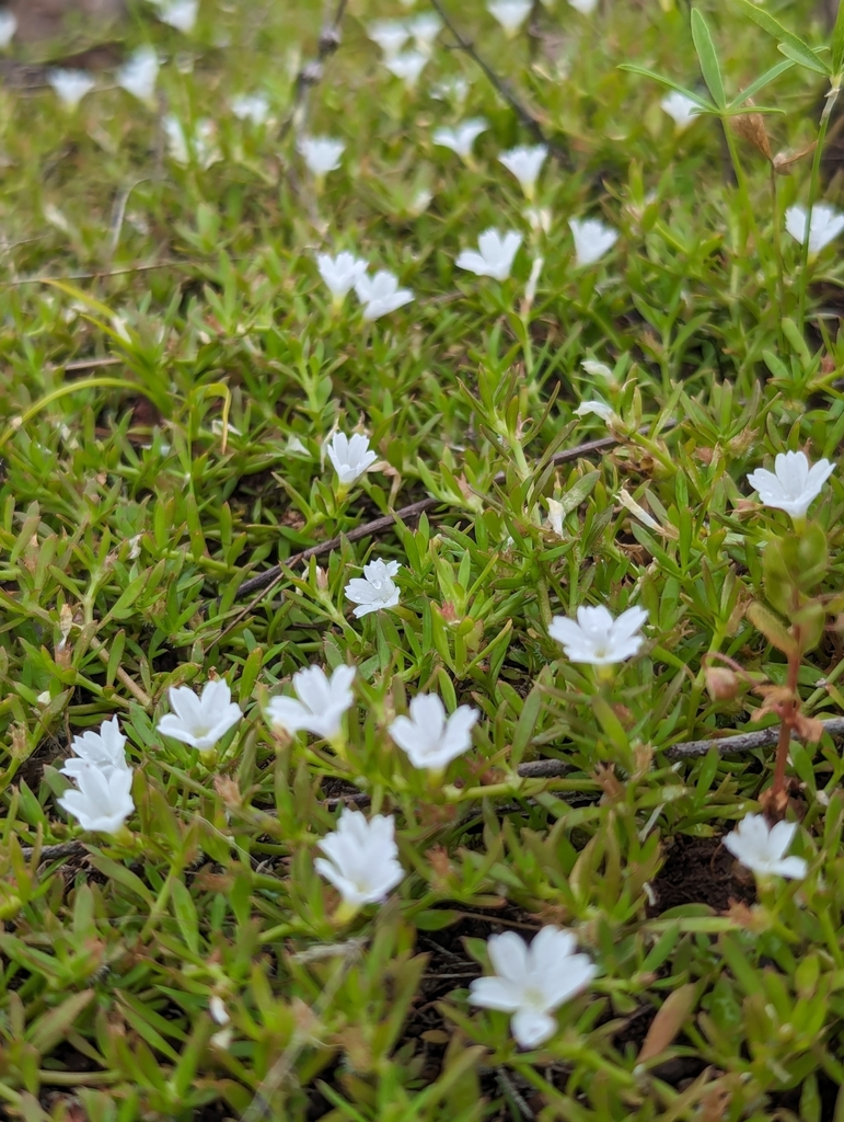 Creeping Dentella from Lowood QLD 4311, Australia on December 21, 2023 ...