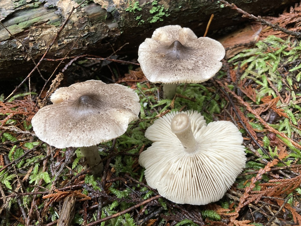 Tricholoma subacutum from Sea to Sky Hwy, Squamish-Lillooet, BC, CA on ...