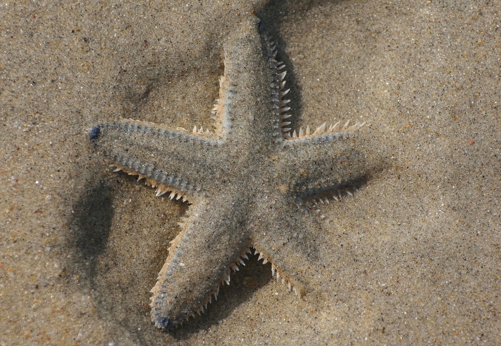 Plain Sand Star from Kasba Bengre, Mangaluru, Karnataka, India on ...
