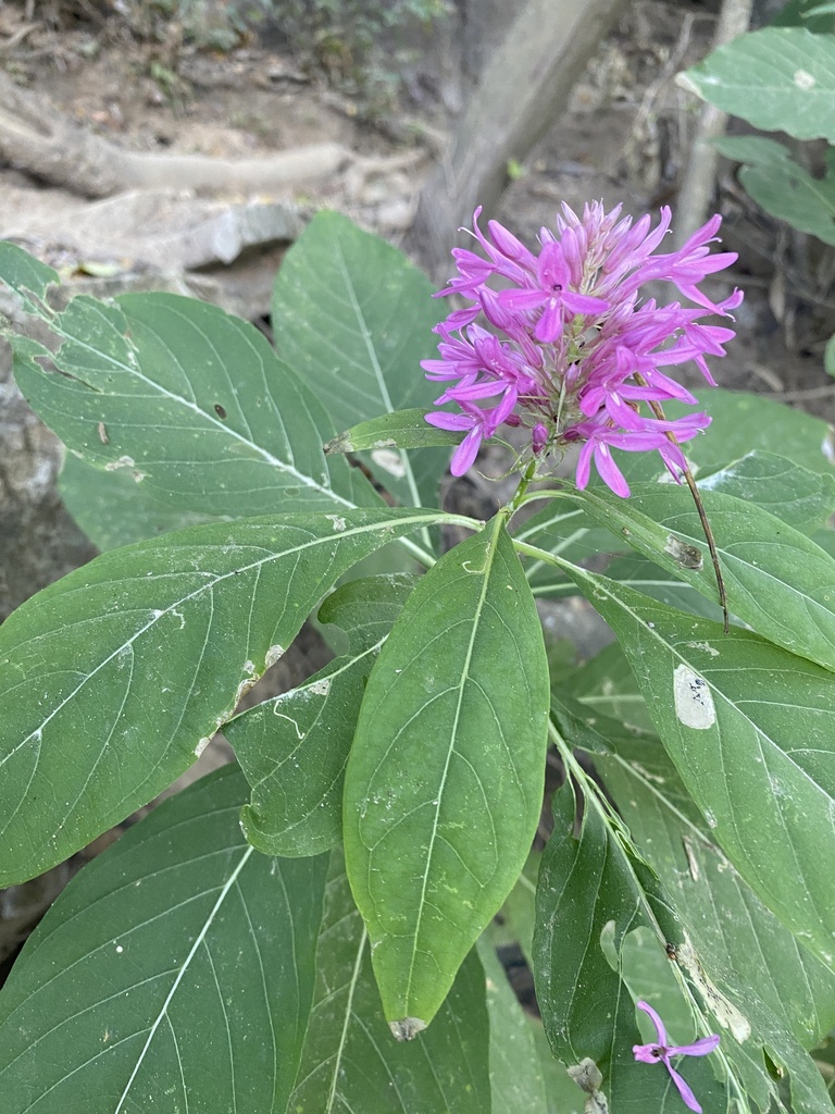 Odontonema callistachyum from Puerto Vallarta, Jal., MX on December 16 ...