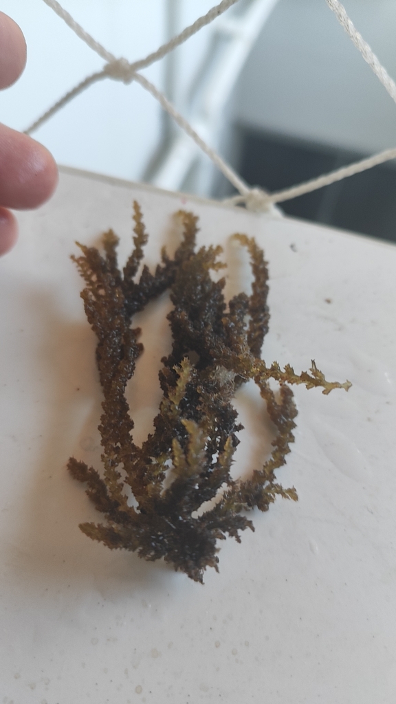 Acanthophora spicifera from Ponto Final Enseada - Praia da Enseada, São ...