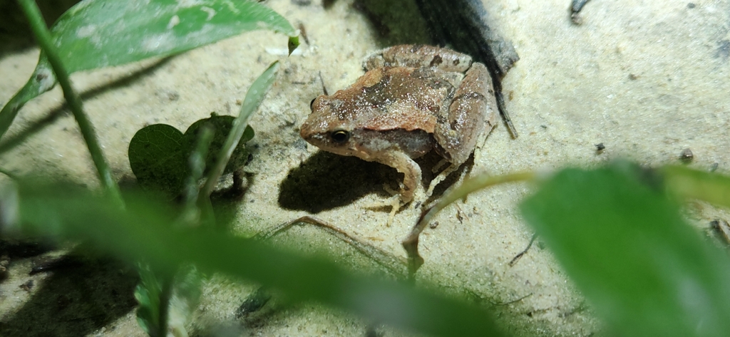 Bilateral Banded Frog from HJV9+PRW, Wandoor, Andaman and Nicobar ...