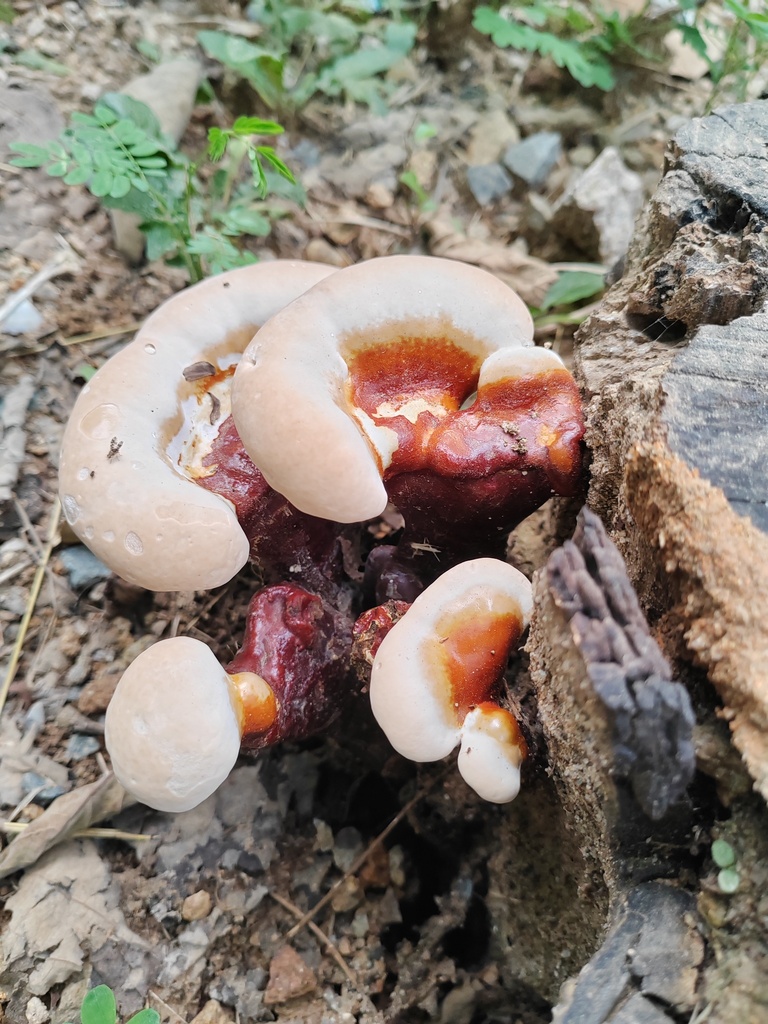 Ganoderma multipileum from 中国福建省福州市仓山区 on September 16, 2023 at 05:30 ...