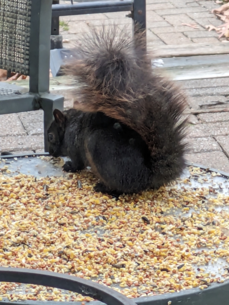 Eastern Gray Squirrel in December 2023 by Tyler Barnum · iNaturalist