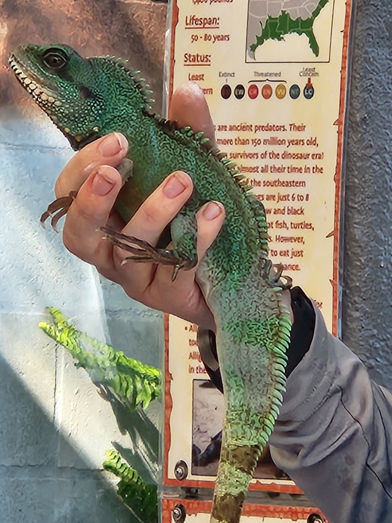 Chinese Water Dragon from Tarpon Springs, FL 34689, USA on December 21 ...