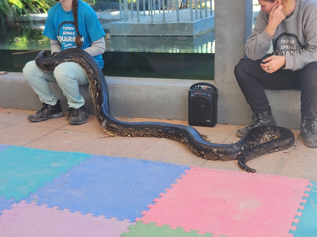 Reticulated Python from Tarpon Springs, FL 34689, USA on December 21 ...