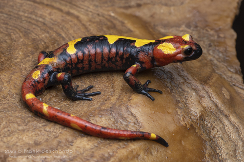 African Fire Salamander