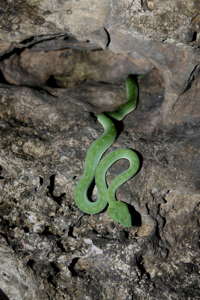 Chinese Green Tree Viper in May 2023 by 張凱 · iNaturalist