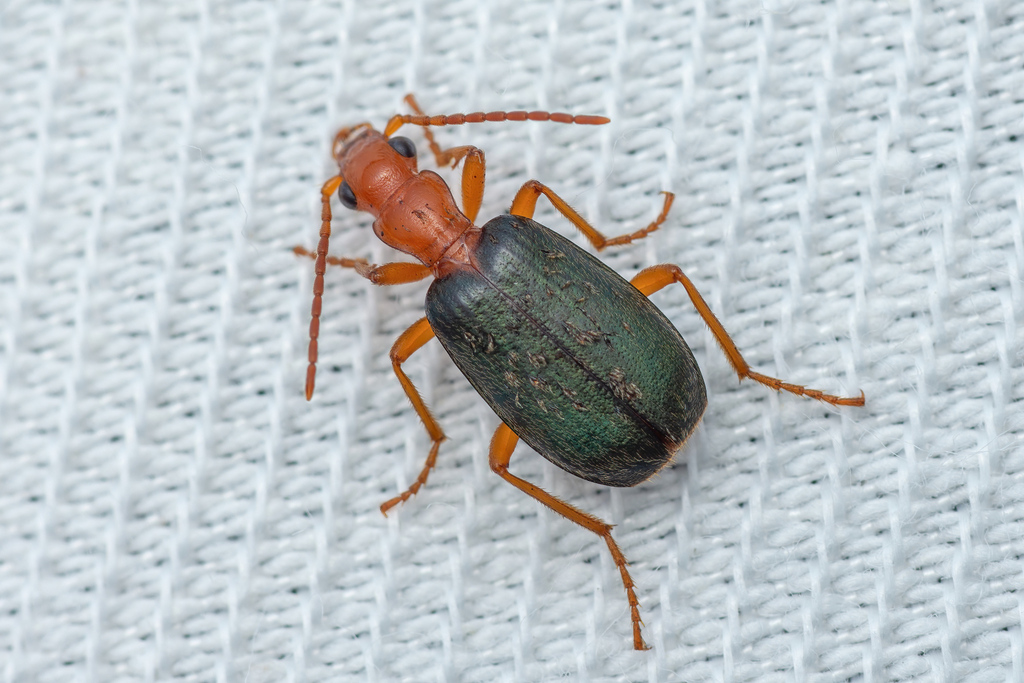 Bombardier Beetles from Wien, Austria on June 22, 2023 by Linné's ...