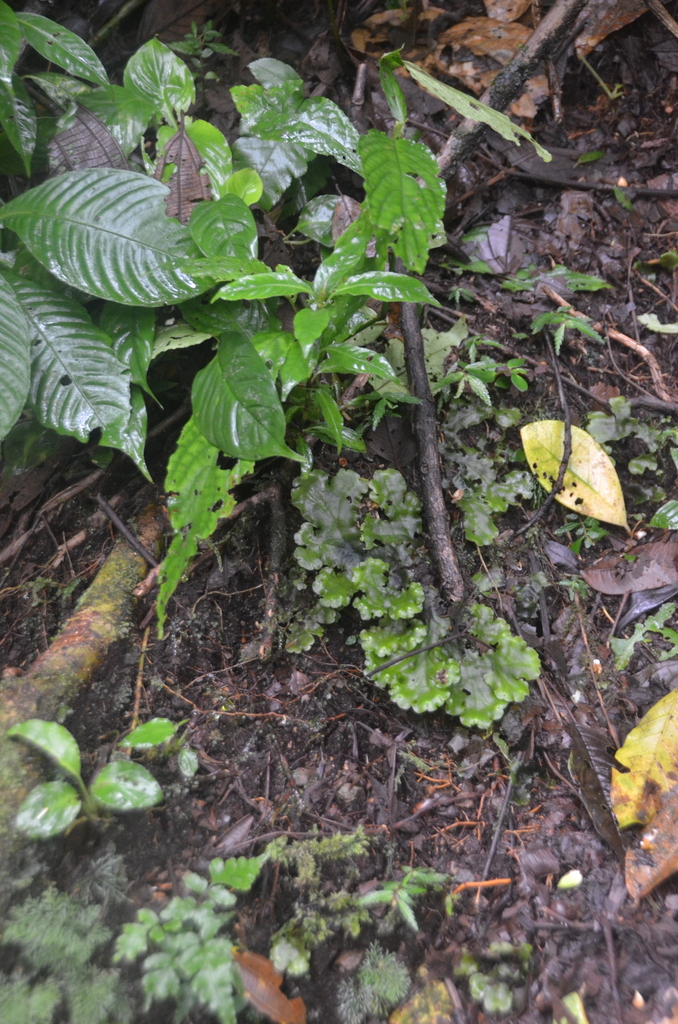 Monoclea gottschei from 87RX+2W7 Children's Eternal Rainforest ...