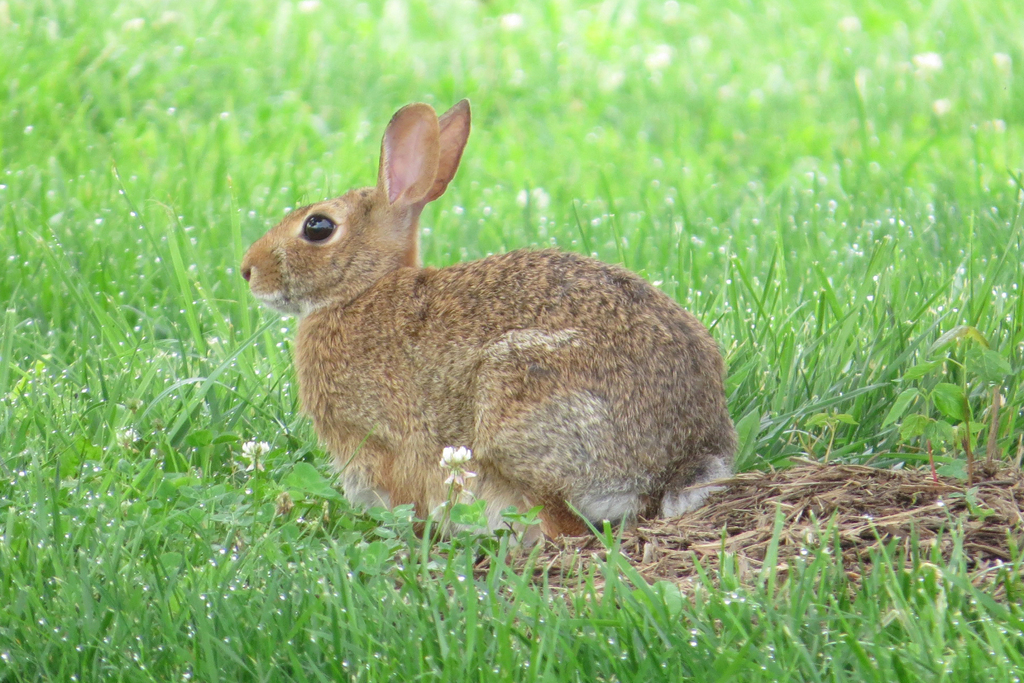 Eastern Cottontail from Ellicott City, MD, USA on July 5, 2015 at 09:07 ...
