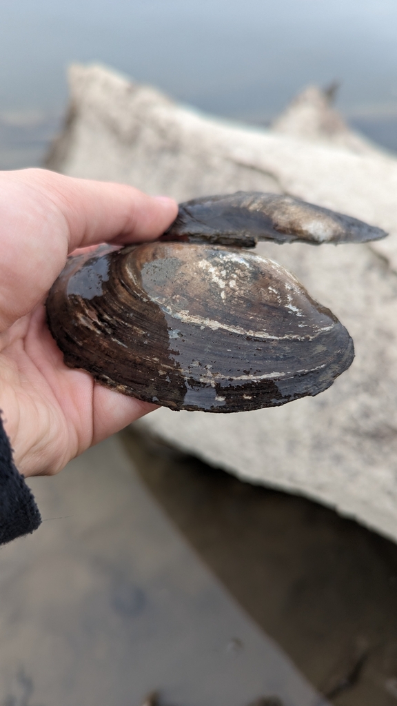 Fragile Papershell from Sugar Creek, MO, USA on December 21, 2023 at 11 ...