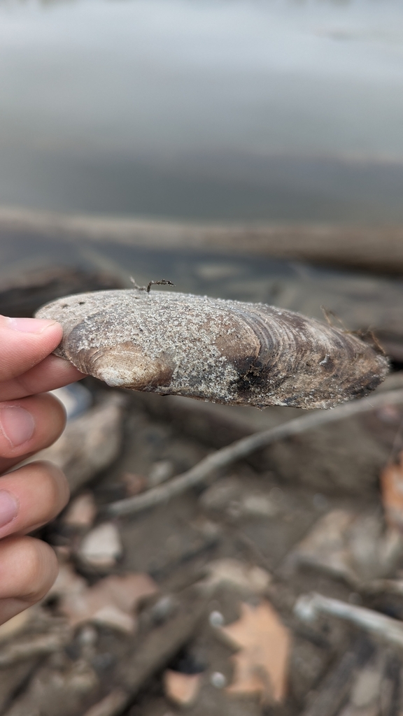 Pondhorn from Sugar Creek, MO, USA on December 21, 2023 at 12:03 PM by ...