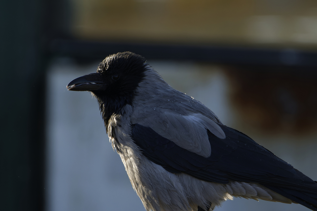 Hooded Crow from Belgrade, Serbia on December 21, 2023 at 02:26 PM by G ...