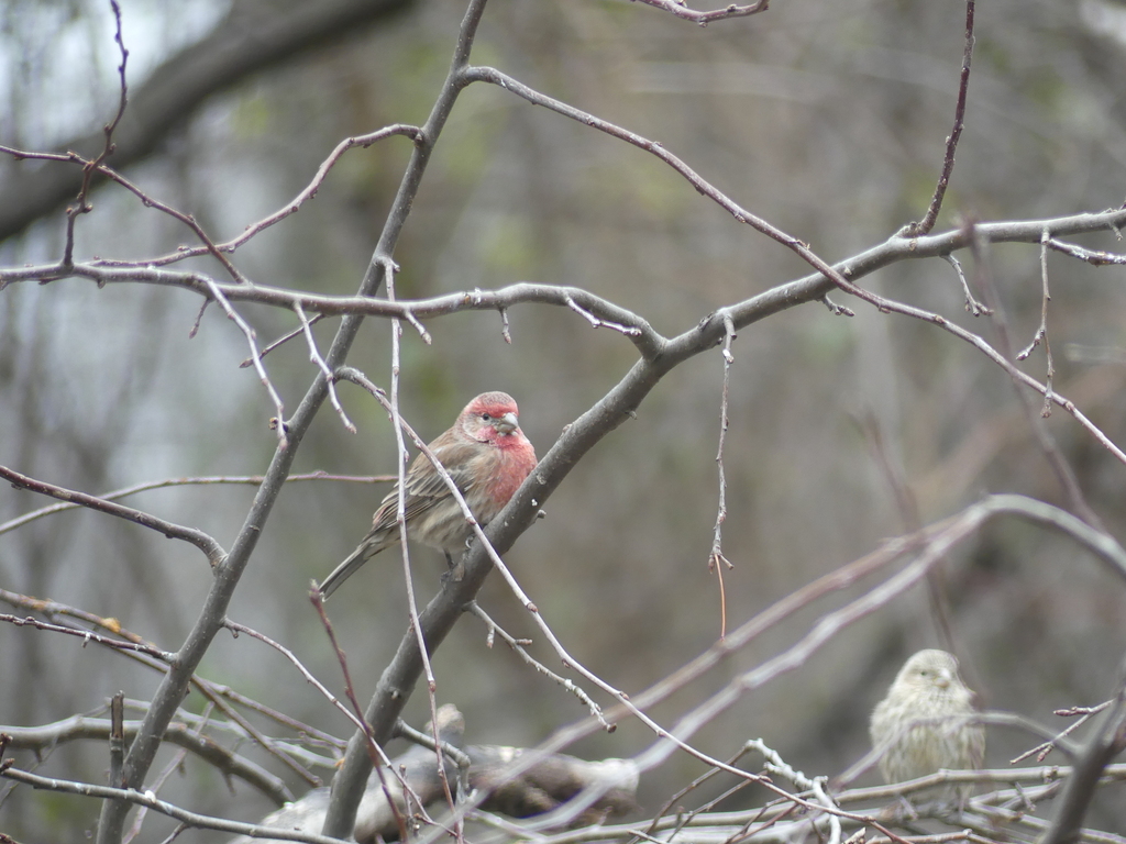 House Finch from Oregon, OH, USA on December 21, 2023 at 12:44 PM by ...
