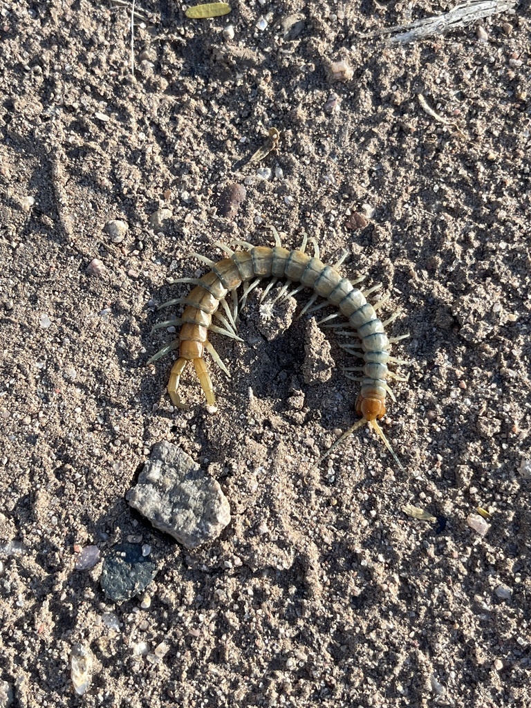 Common Desert Centipede from Tonto National Forest, Fort McDowell, AZ ...