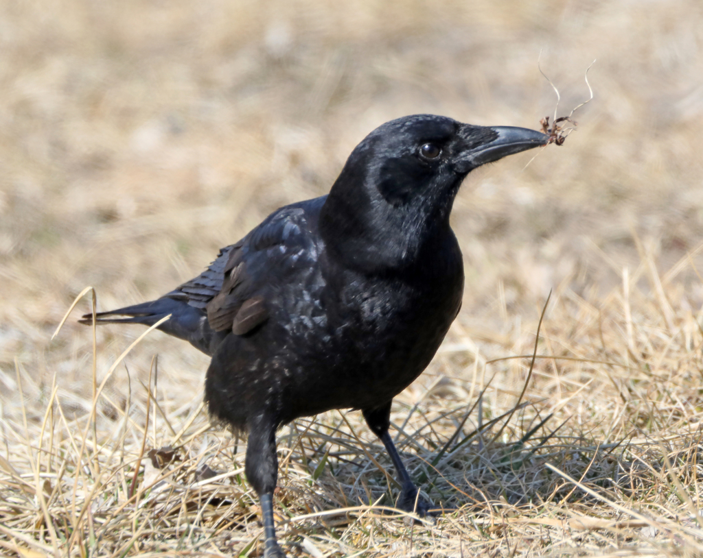 American Crow from Lancaster County, NE, USA on March 9, 2018 at 01:17 ...