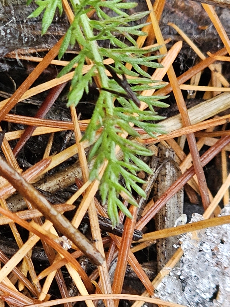 common yarrow from Libby, MT 59923, USA on December 21, 2023 at 03:48 ...