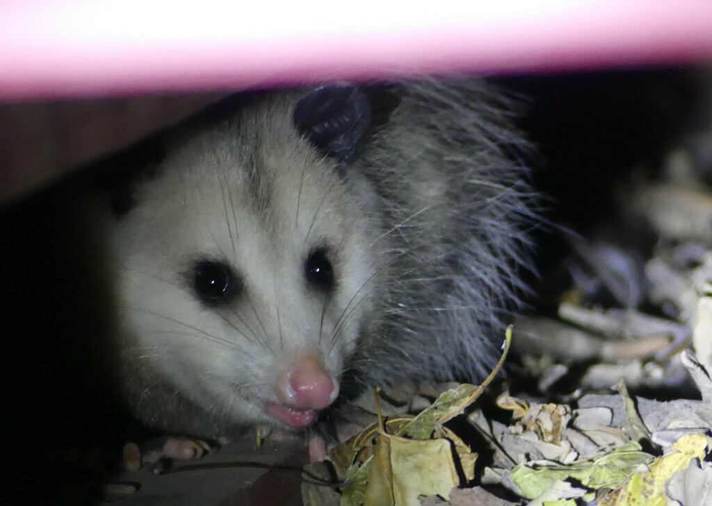 Virginia Opossum from Lucas County, OH, USA on December 21, 2023 at 06: ...