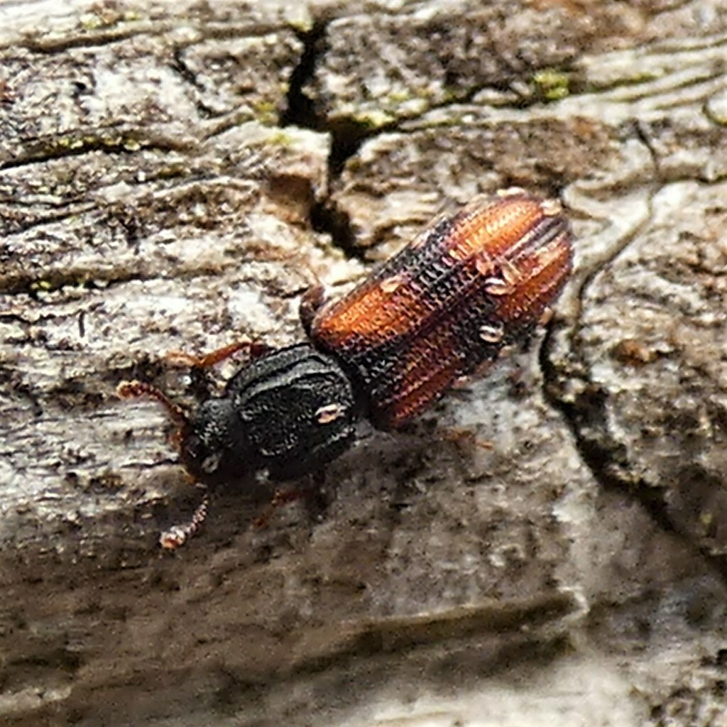 Crenate Cylindrical Bark Beetle from 34587 Felsberg-Melgershausen ...