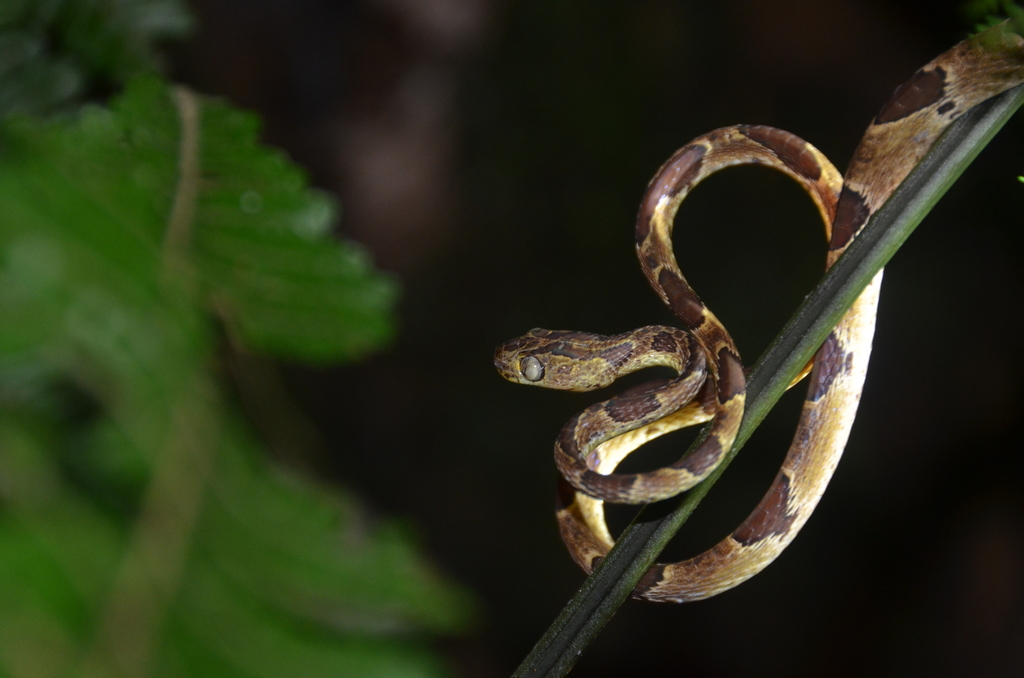 Common Blunt-headed Tree Snake from 87RX+2W7 Children's Eternal ...