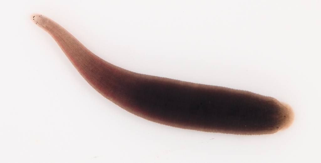 Acanthobdellidea from Dali, Yunnan, China on December 22, 2023 at 09:43 ...