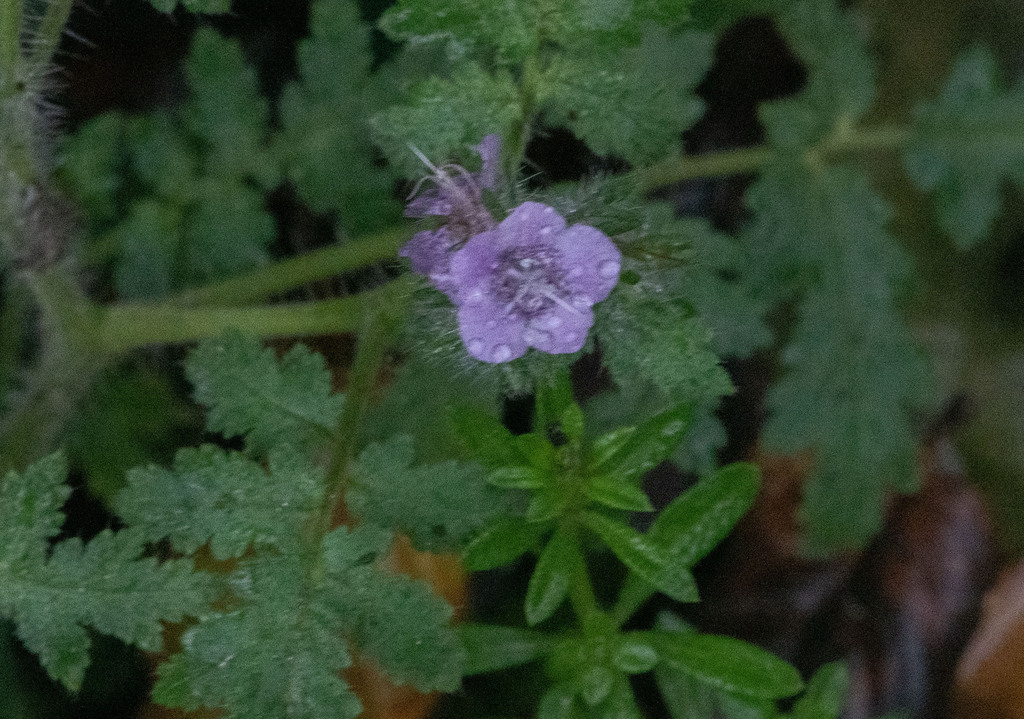 distant phacelia from Los Angeles, CA, USA on December 21, 2023 at 04: ...