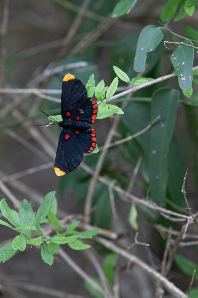 Red-bordered Pixie from Estero Llano Grande State Park, 3301 S ...