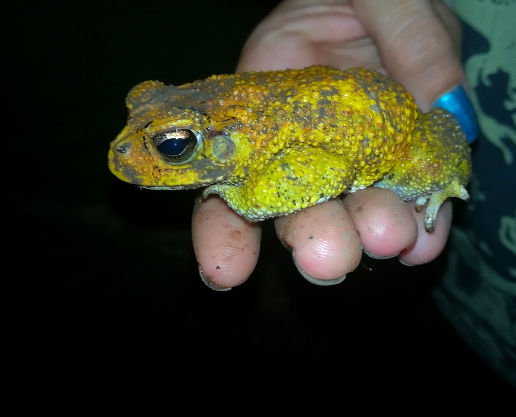 Yellow Toad in May 2019 by Juan Valverde · iNaturalist