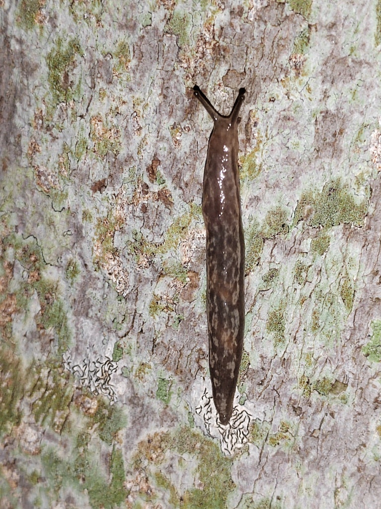 Chinese Slug from 中国福建省福州市仓山区 on December 3, 2022 at 06:18 PM by ...