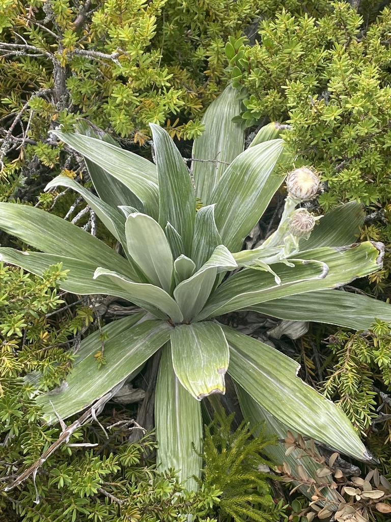 Large Mountain daisy from Aoraki/Mount Cook National Park, Aoraki Mount ...