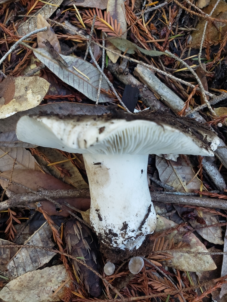 Blackening Russula from Santa Cruz County, US-CA, US on December 4 ...