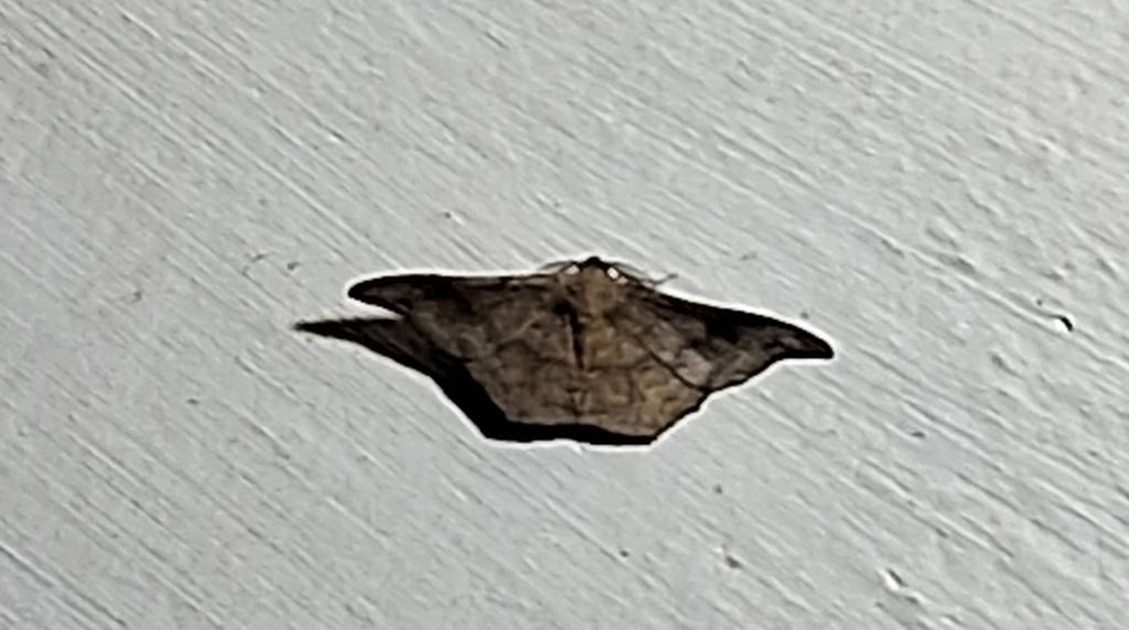 Black Looper from HH37+QM3, Kottayam, Puthuppally, Kerala 686001, India ...