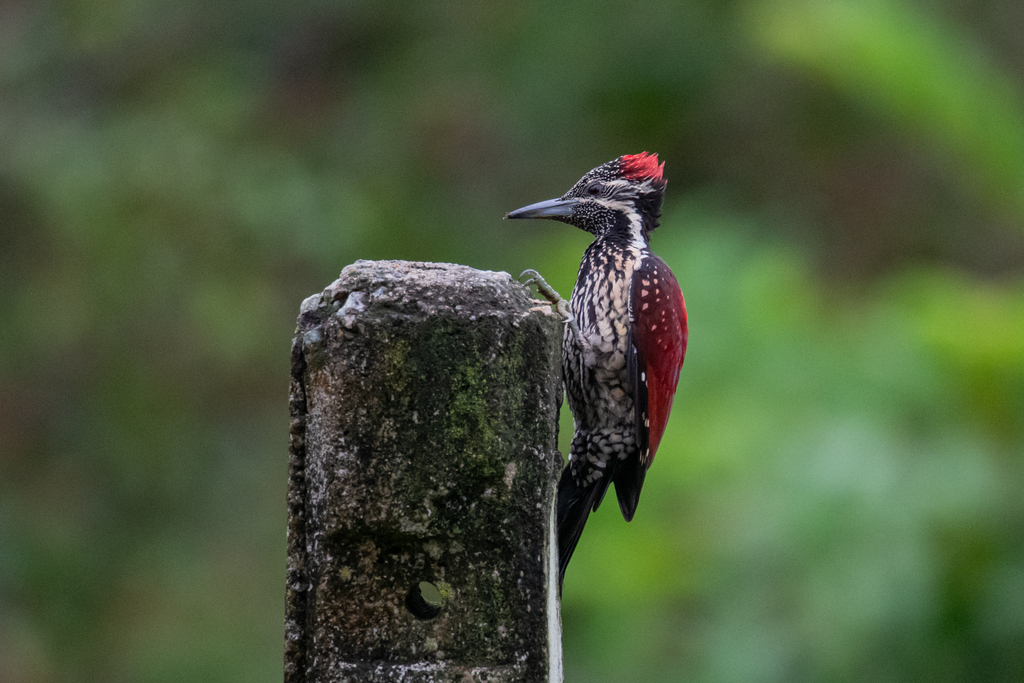Red-backed Flameback in December 2023 by Dmytro and Elena. December 17 ...