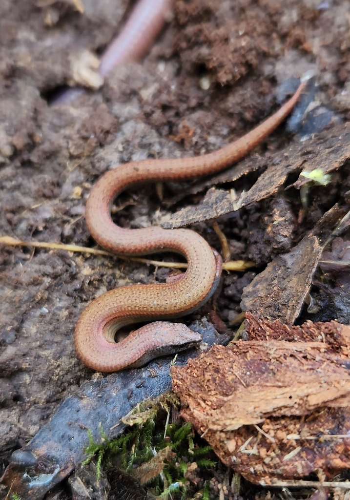 McCoy's Skink from Cockatoo VIC 3781, Australia on December 22, 2023 at ...