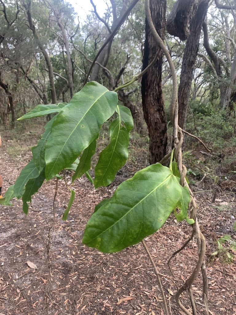 flowering plants from Noosa National Park, Noosa Heads, QLD, AU on ...