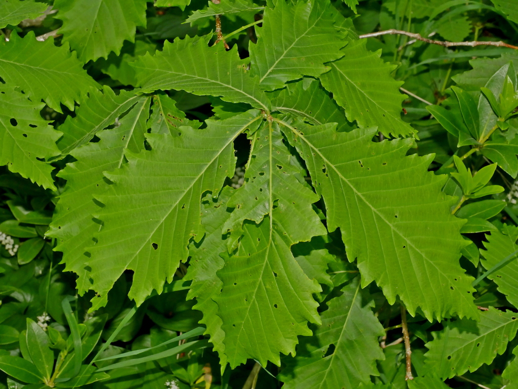 Japanese oak from Oshidomari, Rishirifuji, Rishiri District, Hokkaido ...
