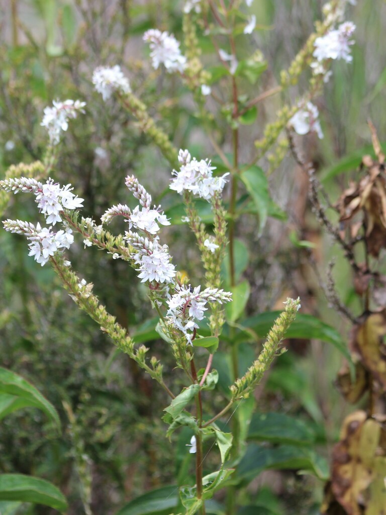 derwent speedwell from Mount Buffalo VIC 3740, Australia on December 22 ...