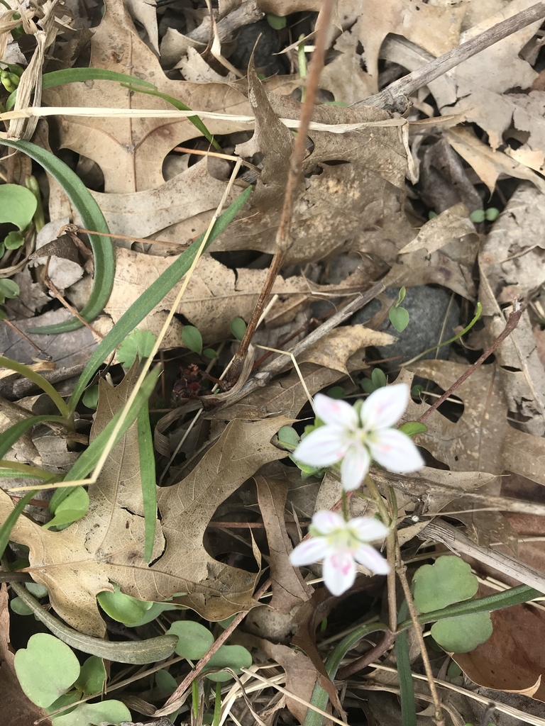 Virginia Springbeauty from Cub Run Stream Valley Park, Chantilly, VA ...