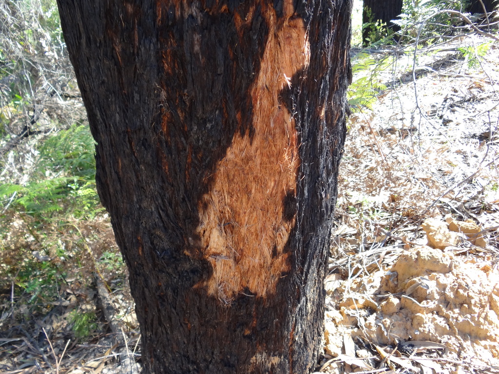 Silvertop Ash from Cabbage Tree Creek VIC 3889, Australien on January ...