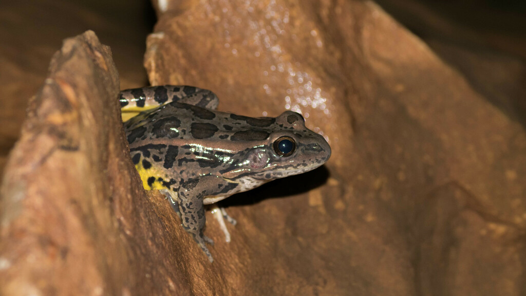 Pickerel Frog from Boone County, MO, USA on December 21, 2023 at 03:53 ...