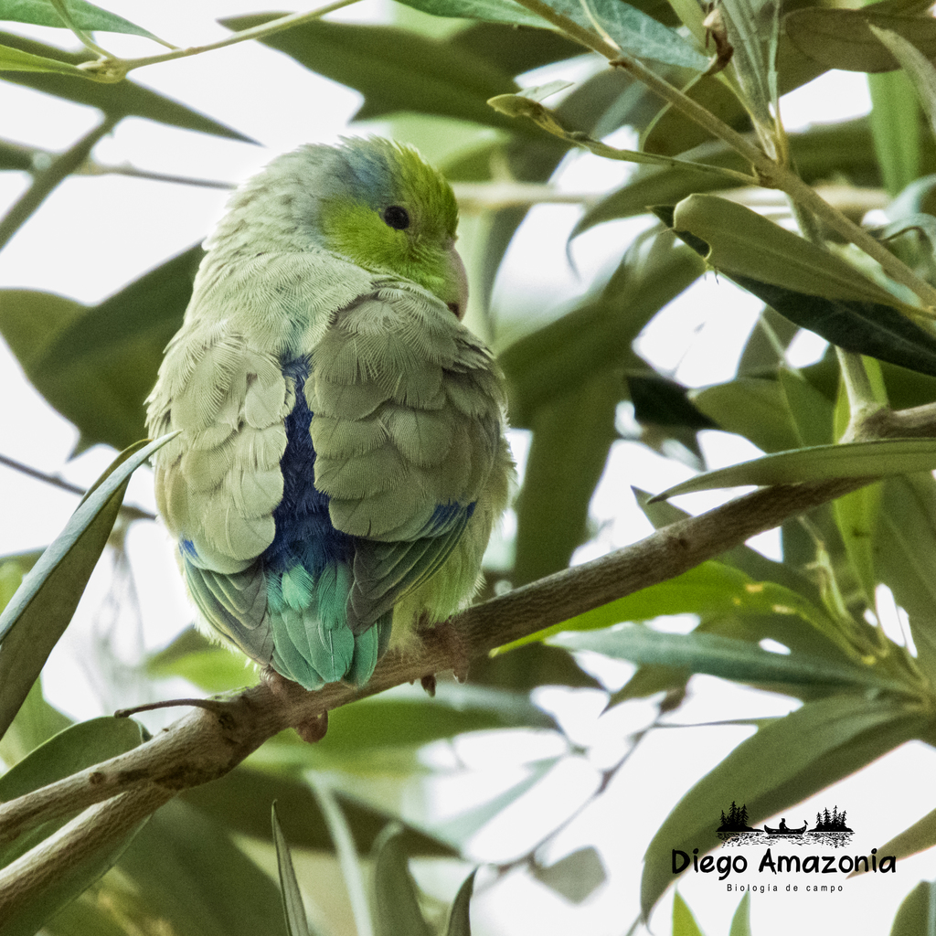 Pacific Parrotlet