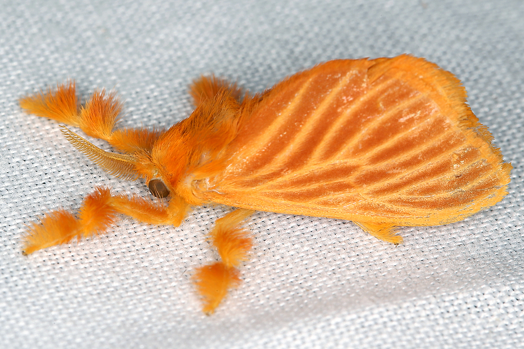 Jewel Caterpillar Moth from Provinz Cartago, Costa Rica on March 05 ...
