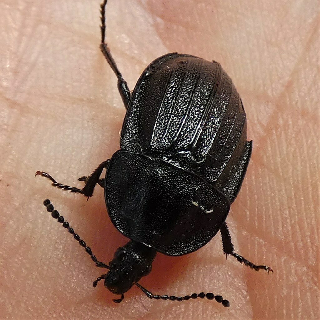 Black snail beetle from 34587 Felsberg, Deutschland on August 19, 2022 ...